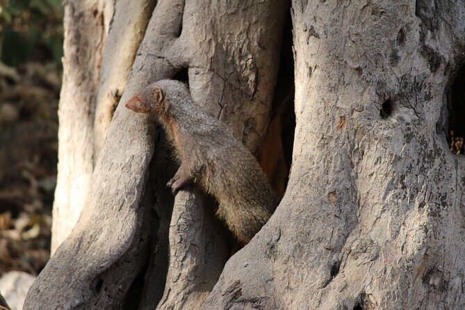 Private Full Day Trip to Ranthambore - Arriving at Ranthambore: First Impressions