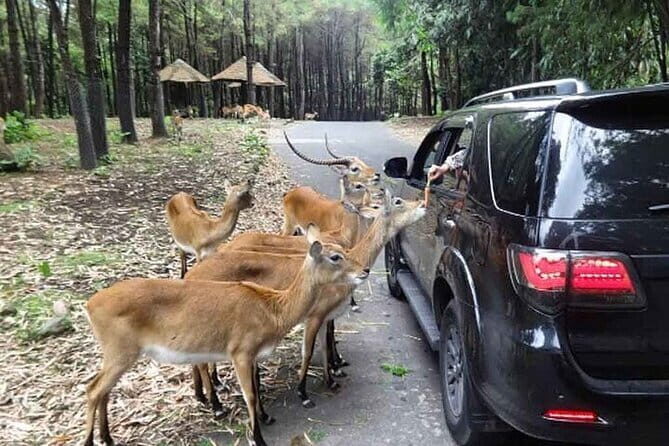 Private Full Day Trip to Taman Safari From Jakarta - FAQ