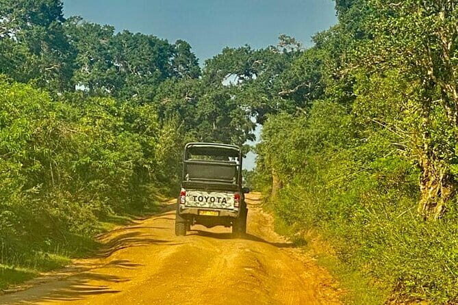 Private Full Day Udawalawe Safari Trip with Lunch - A Deep Dive into the Udawalawe Safari Experience