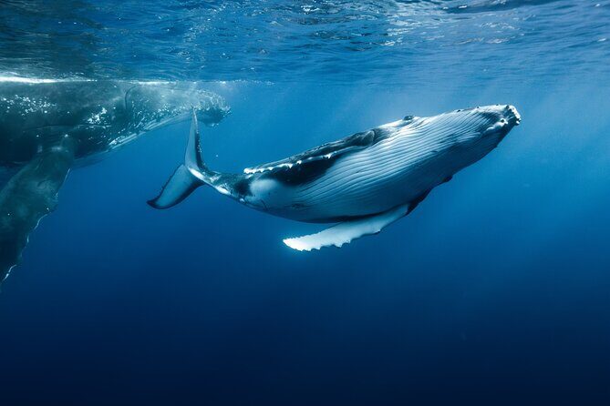Private full day whale watching tour with lunch - Key Points