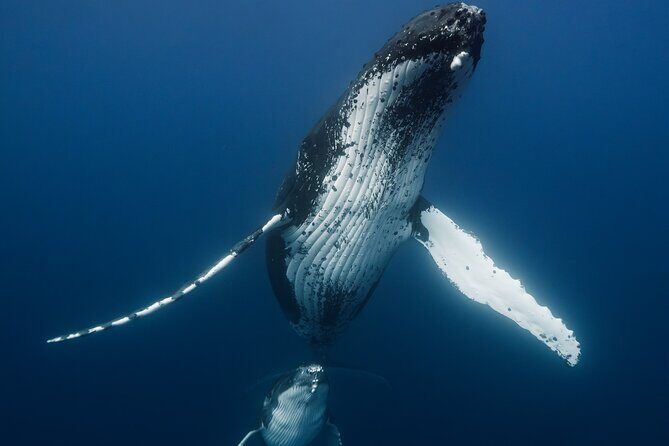 Private full day whale watching tour with lunch - An In-Depth Look at the Experience