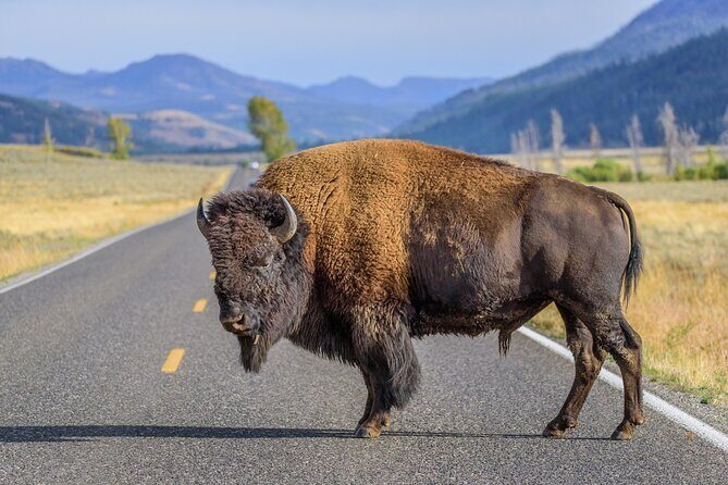 Private Full-Day Yellowstone National Park Tour - Potential Drawbacks