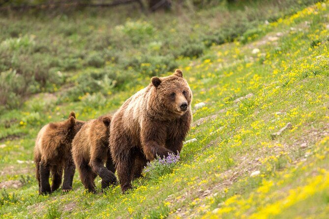 Private Full-Day Yellowstone National Park Tour - FAQ