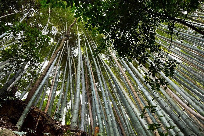 Private Fushimi Red Gates & Secret Bamboo Mountain Trekking Tour - Final Thoughts