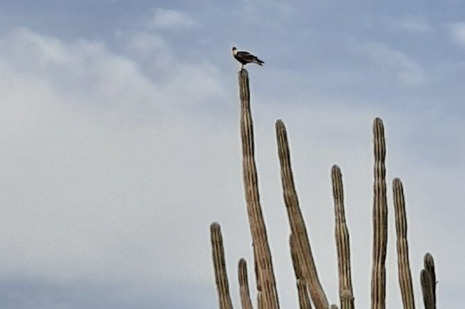 Private German Speaking Jeep Tours - The Sum Up: Is This Tour Right for You?