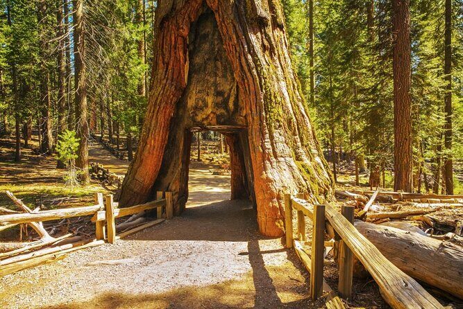 Private Giant Sequoia Grove Hike - Exploring the Private Giant Sequoia Grove Hike in Yosemite