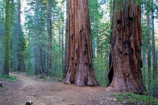 Private Giant Sequoia Grove Hike - Key Points