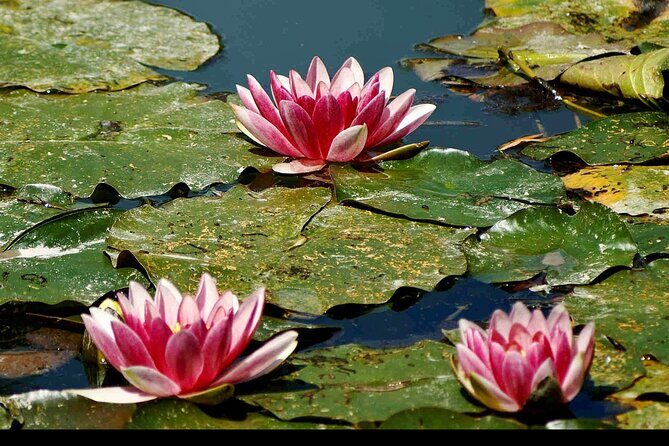 Private Giverny Half-day Trip from Paris by Mercedes Lunch option - Who Will Love This Tour?