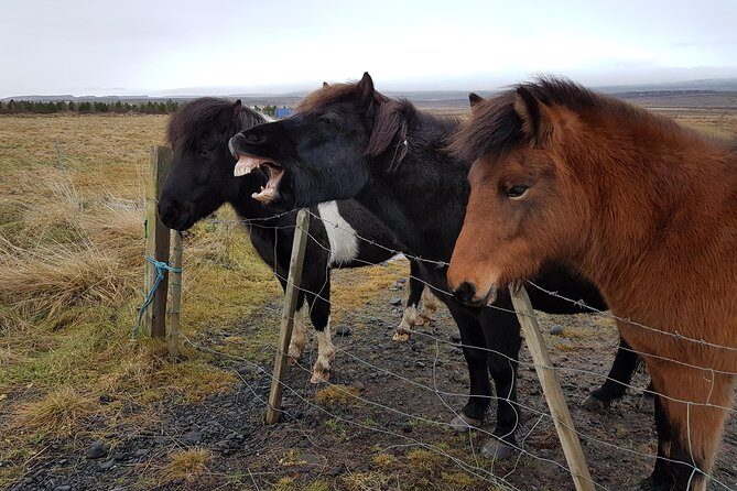 Private Golden Circle Thingvellir,Geysir,Gullfoss,Fridheimar - FAQ