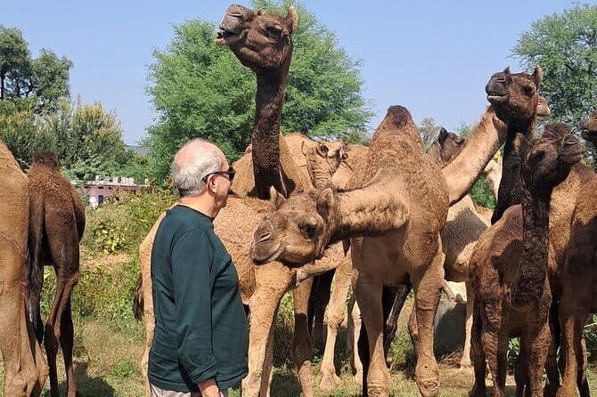 Private Golden Triangle Tour 5 Nights/6 Days - All Inclusive - What Travelers Say About This Tour