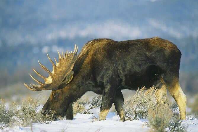PRIVATE Grand Teton Wildlife Safari, Elk Refuge Sleigh Ride & Lunch - A Deep Dive into the Experience