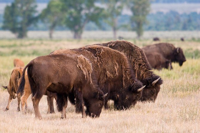 Private Grand Teton Wildlife Safari Tour - Who Will Benefit?