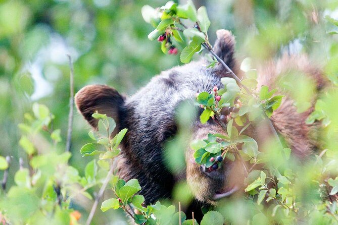 Private Grand Teton Wildlife Safari Tour - Final Thoughts
