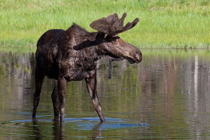 Private Grand Teton Wildlife Safari Tour - FAQ