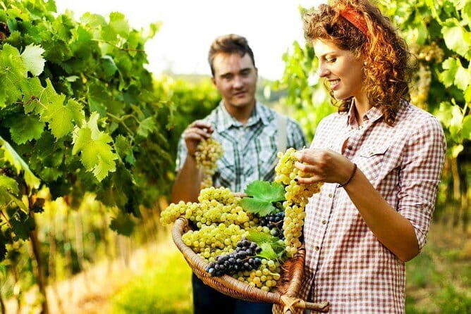 Private Grape stomping in Chianti from Florence - A Deep Dive into the Tour Experience