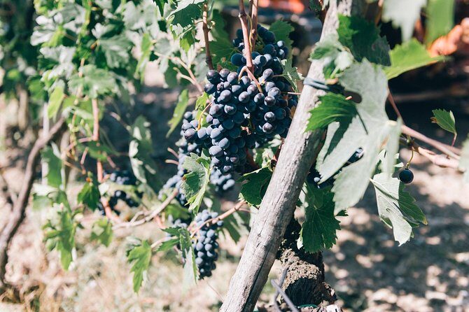 Private Grape stomping in Chianti from Siena - FAQs