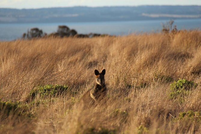 Private Great Ocean Road - The Ultimate Aussie Adventure - Overview and What Defines This Tour