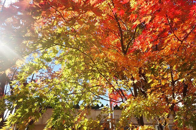 Private-group Morning Cycling Tour in Hida-Furukawa - FAQ