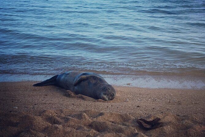 Private Group Snorkel Adventure on Tropical Reef with Sea Turtles - Final Thoughts: Who Will Love This Tour?