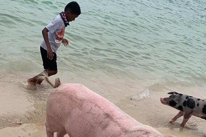 Private GroupTour Pigs/Turtles/Snorkeling/Lunch/Pickup/Dropoff - Key Points