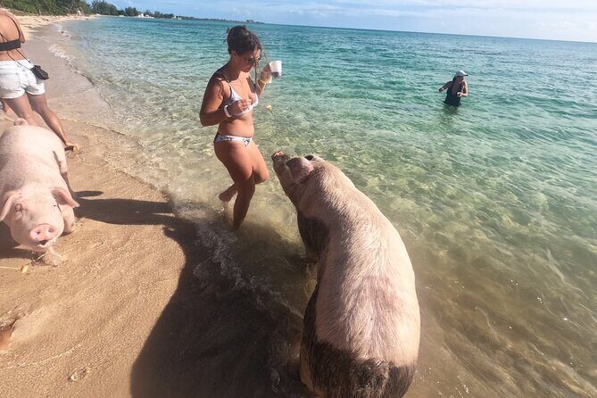 Private GroupTour Pigs/Turtles/Snorkeling/Lunch/Pickup/Dropoff - Practical Details & Insights