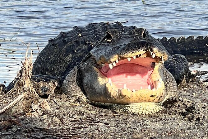 Private Guided Airboat Tour in Everglades, Fort Lauderdale - Setting the Scene: Exploring the Everglades