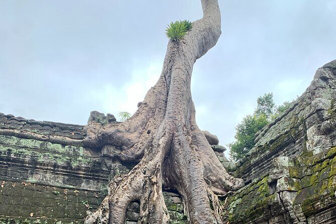 Private Guided Angkor Sunrise Half Day Tour with 3 Main Temples - Who Will Benefit Most?