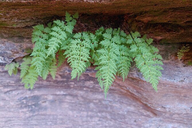 Private Guided Canyoneering Zion Park Area with Rappelling - Who Will Love This Tour?