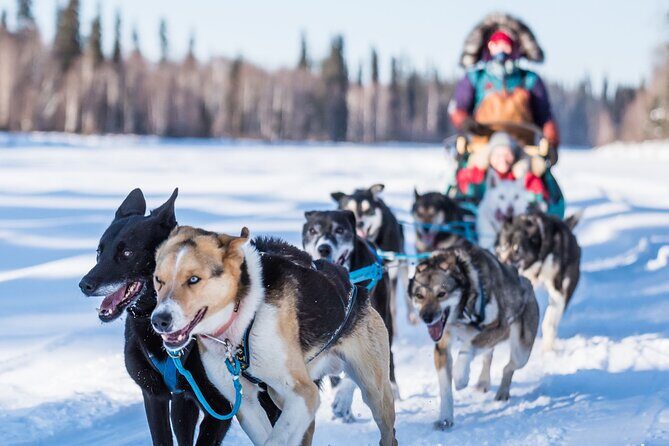 Private Guided Dog Sledding on the Historic Yukon Quest Trail - Introduction