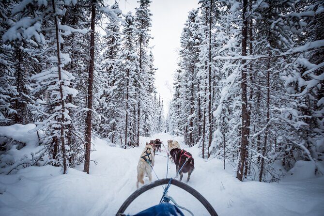 Private Guided Dog Sledding on the Historic Yukon Quest Trail - Guided Expertise and Personal Touch