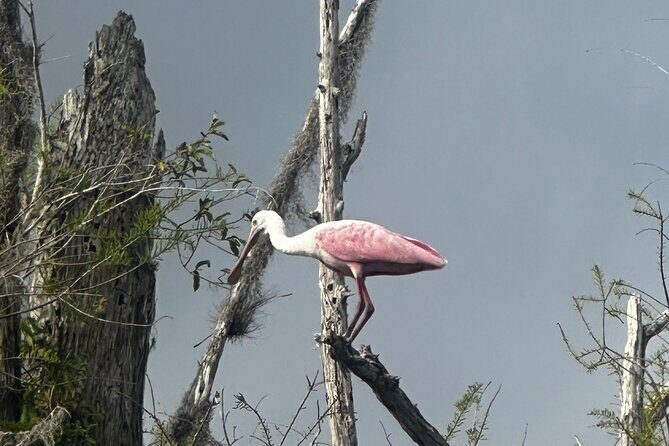 Private Guided Everglades Kayak Tour - The Itinerary: Breaking Down the Experience