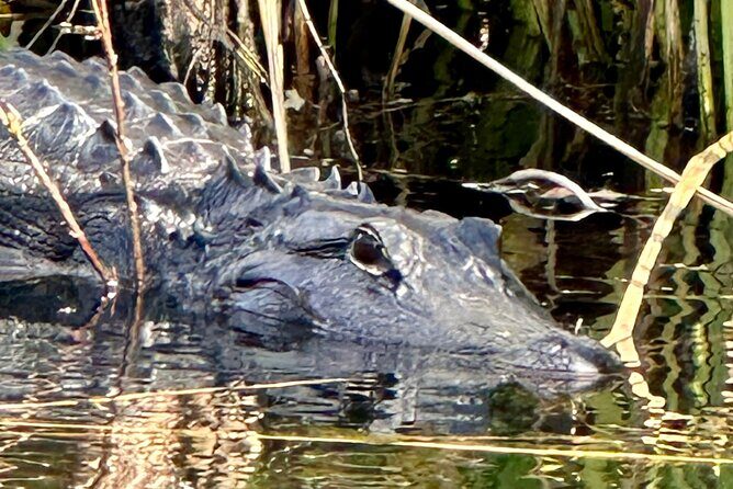 Private Guided Everglades Kayak Tour - Authenticity and Wildlife Spotting