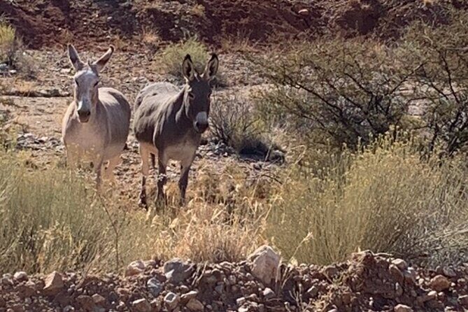 Private Guided Grand Canyon Tour in Arizona - FAQ: Your Top Questions Answered