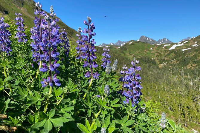Private Guided Hike in Sitka, Alaska - The Guides: Knowledgeable and Friendly