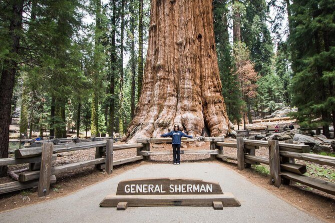 Private Guided Hiking Tour - Sequoia National Park - Discovering the Main Highlights