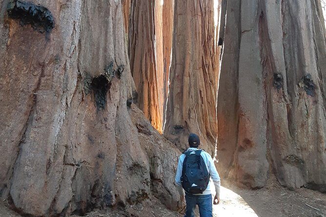 Private Guided Hiking Tour - Sequoia National Park - Authentic Experiences and Reviewer Insights