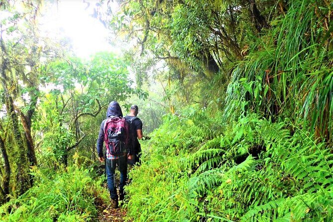Private Guided Hiking Tour to the Blue Mountains - An In-Depth Look at the Tour Experience