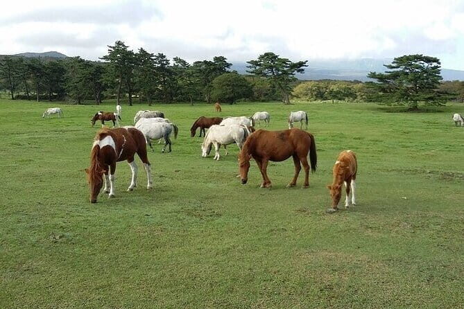 Private Guided Jeju Tour with Taxi and Van - Day 1: Taking in Jeju’s Natural and Cultural Heritage