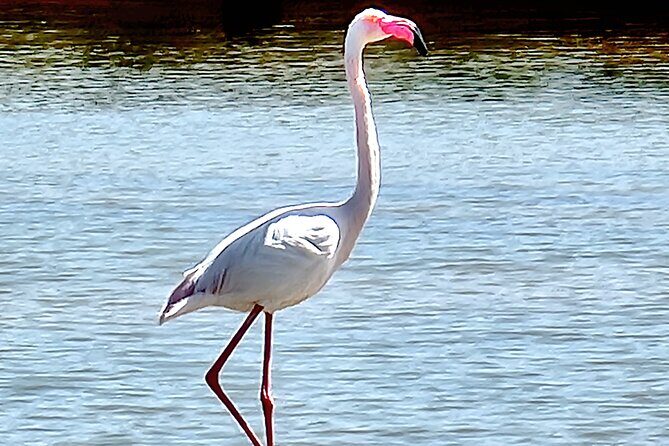 Private Guided kayak Tour/Birdwatching/Nature Tour. - Practical Tips for Your Adventure