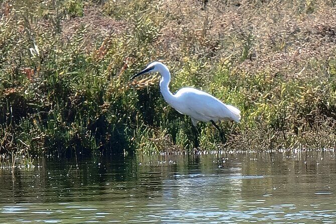 Private Guided kayak Tour/Birdwatching/Nature Tour. - FAQ