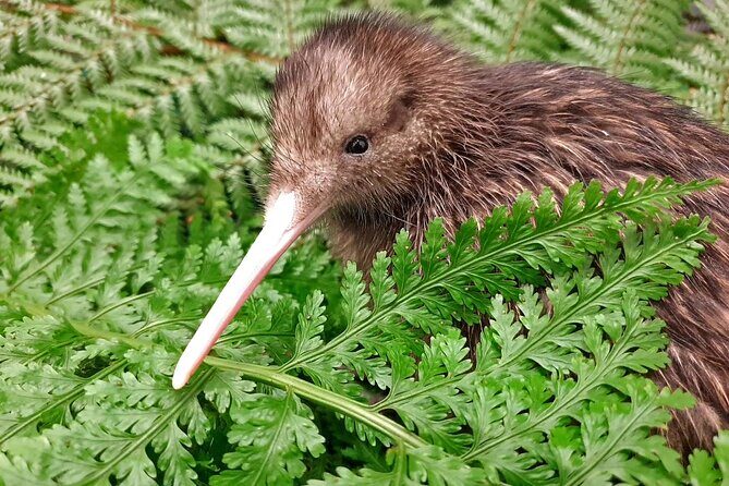 Private Guided Kiwi Encounter in Nga Manu Reserve - Key Points