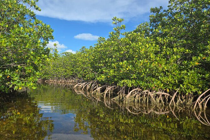 Private Guided Mangrove Eco-Tour Adventure - Practical Details and Logistics