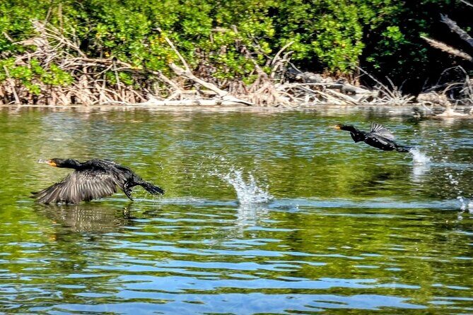 Private Guided Mangrove Eco-Tour Adventure - Who Will Enjoy This Tour?