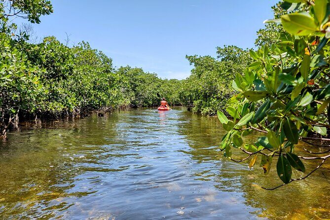 Private Guided Mangrove Eco-Tour Adventure - The Sum Up: Is It Worth It?