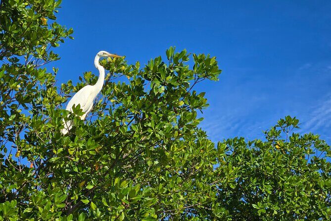 Private Guided Mangrove Eco-Tour Adventure - FAQ