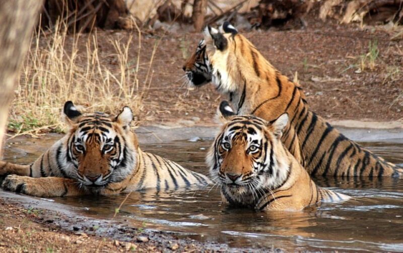 Private Guided Ranthambore National Park Tour from Jaipur - Key Points
