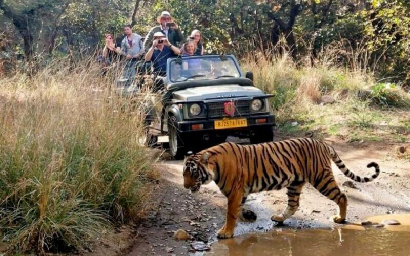 Private Guided Ranthambore National Park Tour from Jaipur - Value and Practical Tips