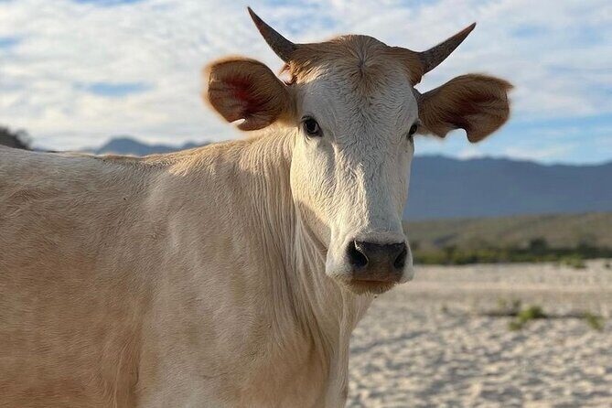 Private Guided Snorkeling Experience in Cabo Pulmo - Scenery and Photo Opportunities on the Return Trip