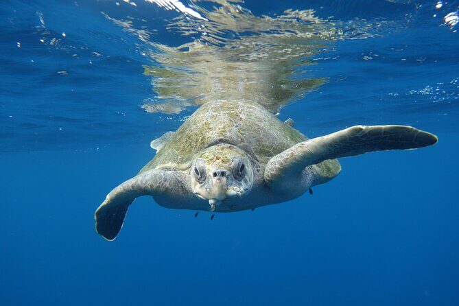 Private Guided Snorkeling in Cabo San Lucas - The Experience: What to Expect