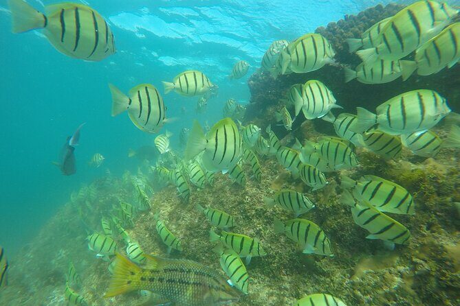 Private Guided Snorkeling in Cabo San Lucas - The Itinerary in Detail